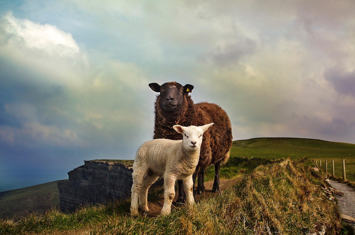Heroic Sheep Saves Lamb From Cliff Face | NFN World News - Breaking ...