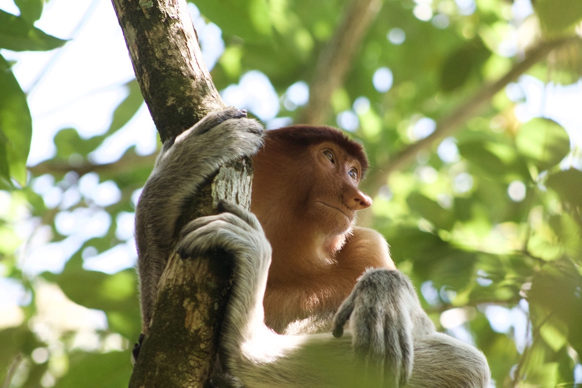 Big-Nosed Monkeys Get Nosejobs | NFN World News - Breaking News, World ...